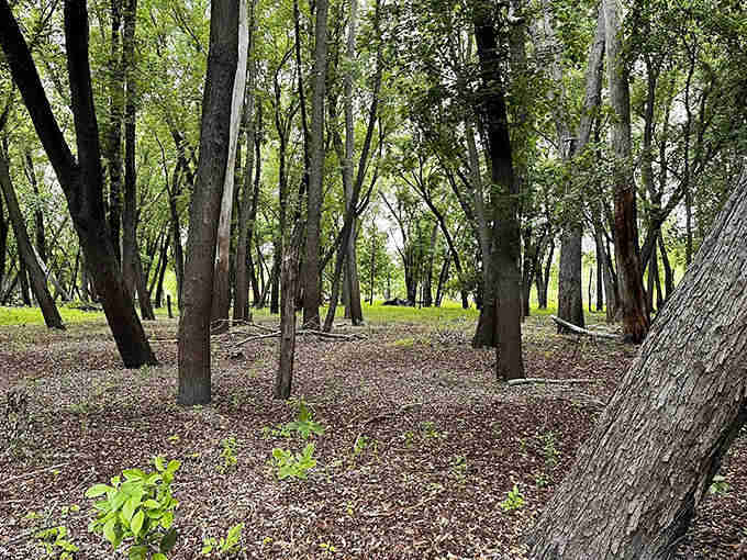 Dappled sunlight plays hide-and-seek through the trees, creating nature's own light show without the expensive tickets.
