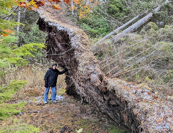 A fallen giant tells the story of forest renewal, its massive root system now home to countless woodland creatures.