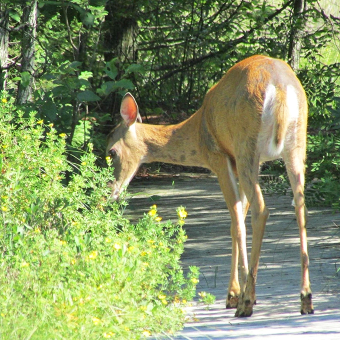 A curious deer pauses mid-snack, the unofficial welcoming committee for visitors exploring The Ridges' winding boardwalks.