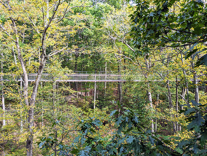 A bird's-eye view of the forest reveals the canopy walk threading through trees like a gentle architectural intervention.