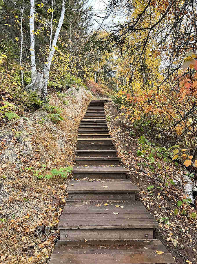 The trail's wooden steps seem to disappear into the forest, promising adventure with every tread.