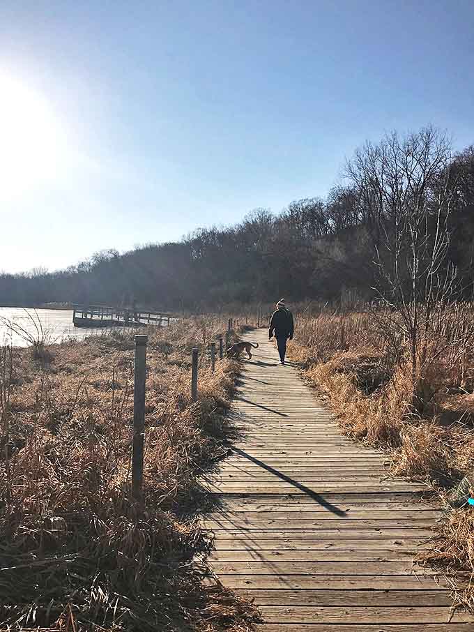 A wooden boardwalk threads through whispering reeds, offering dry passage through wetlands teeming with hidden life.