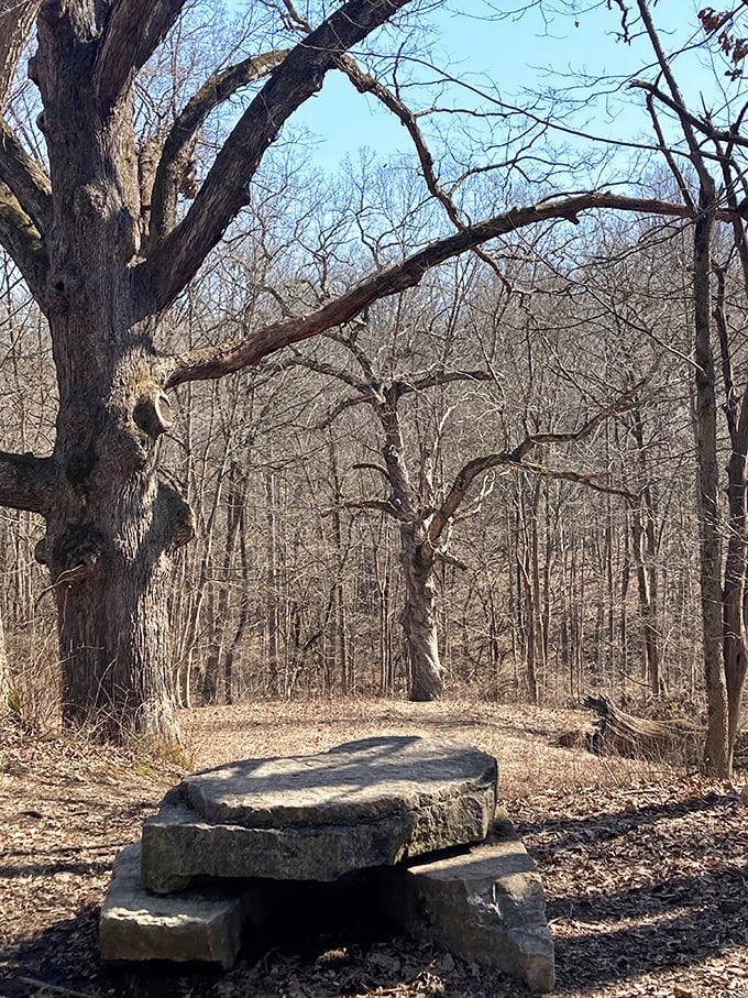 Ancient trees stand like wise sentinels, their massive trunks and sprawling roots telling stories of decades gone by to anyone patient enough to listen.
