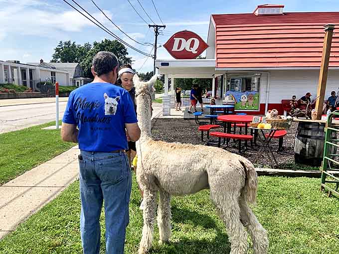 Yes, they really do take alpacas to Dairy Queen, because apparently these animals are living better lives than most of us.