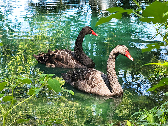 Elegant black swans glide across crystal waters, adding a touch of gothic romance to the wildlife experience.