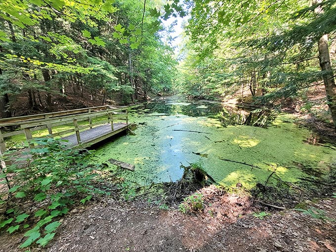 The algae-covered pools might look like something from a fairy tale, creating an otherworldly green that's both beautiful and slightly mysterious.