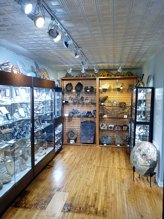 Prehistoric jaws that once ruled ancient seas now rest peacefully in display cases &ndash; thankfully with very sturdy glass!