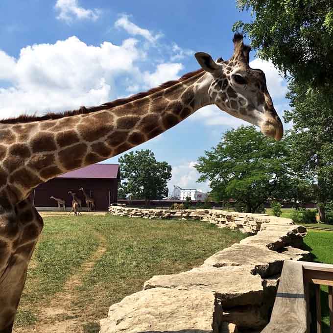 A giraffe's elegant profile against the Wisconsin sky reminds us that exotic encounters can happen closer to home than we think.