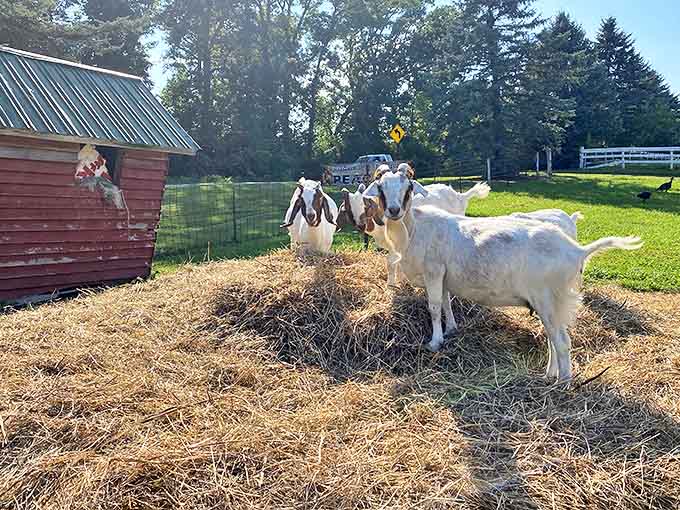 The welcoming committee has four legs and insatiable appetites &ndash; farm goats eagerly awaiting your visit and treats.