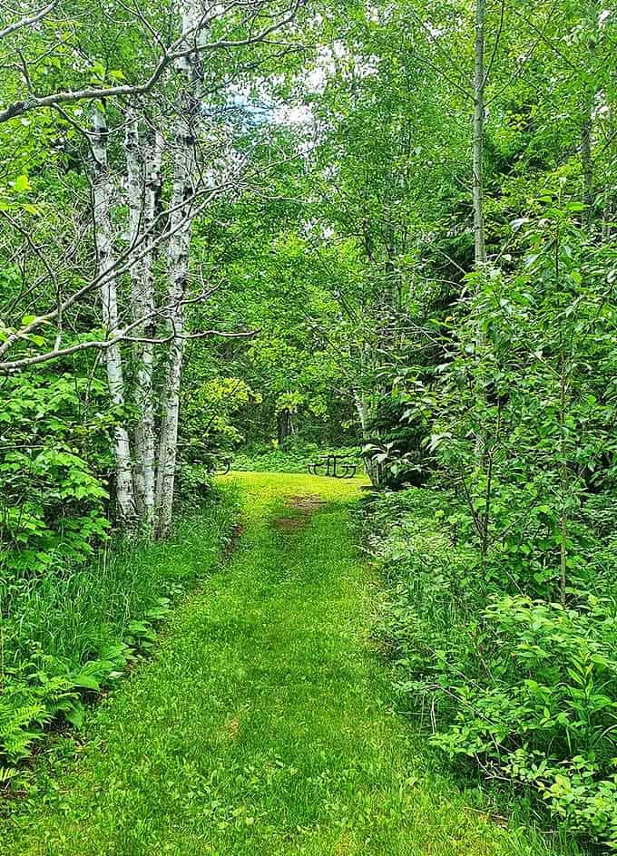 Nature's green carpet rolls out an invitation to wander, where birch trees stand like elegant doormen to wilderness secrets.