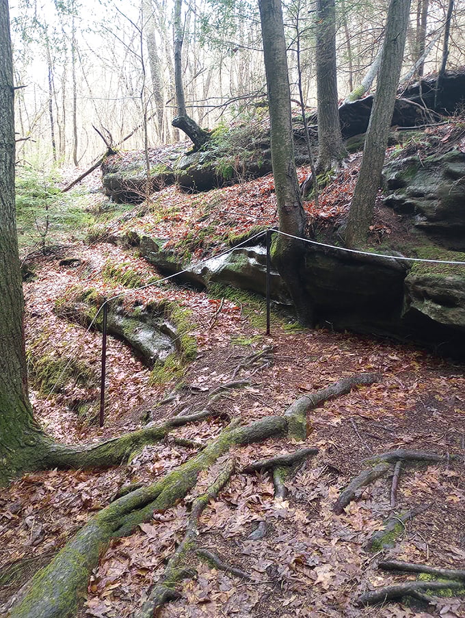 The forest path beckons adventurous souls forward, each step building anticipation for the hidden aquatic treasure that awaits.