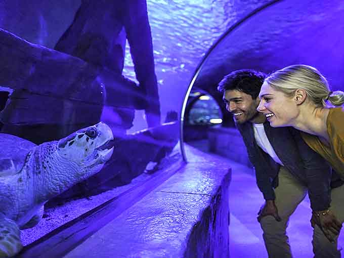 Face-to-face with a curious sea turtle &ndash; these ancient mariners often approach the glass, studying humans with the wisdom of creatures who've seen it all.