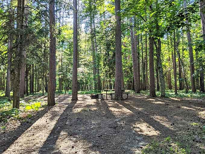 The forest's dining room, where squirrels might judge your sandwich choices but the trees never will.