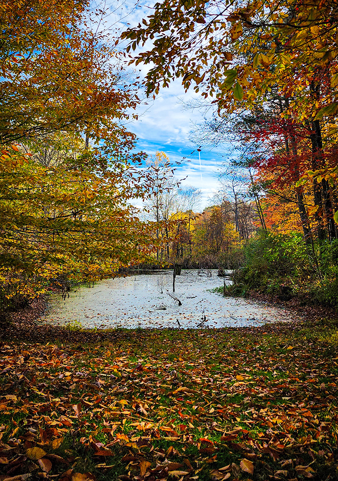 Fallen leaves create nature's most beautiful carpet, each step a satisfying crunch through autumn's artistic masterpiece.