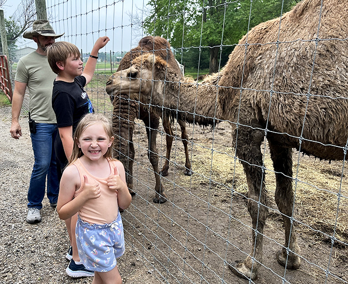Children's faces light up with wonder as they reach out to touch a tortoise's ancient shell, creating memories that will outlast childhood.