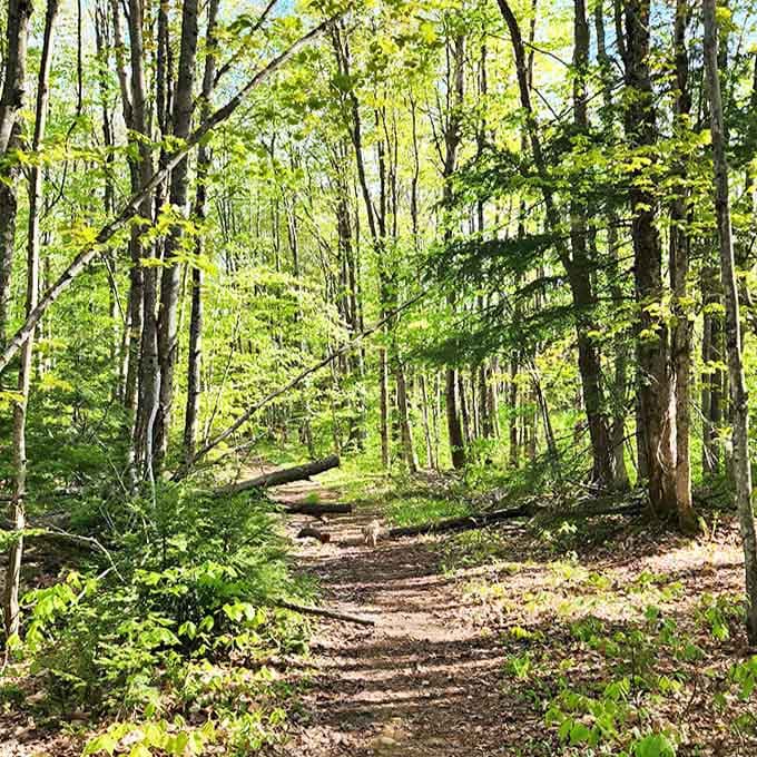 Dappled sunlight creates nature's spotlight on this forest trail, where every step feels like walking through pages of a storybook adventure.