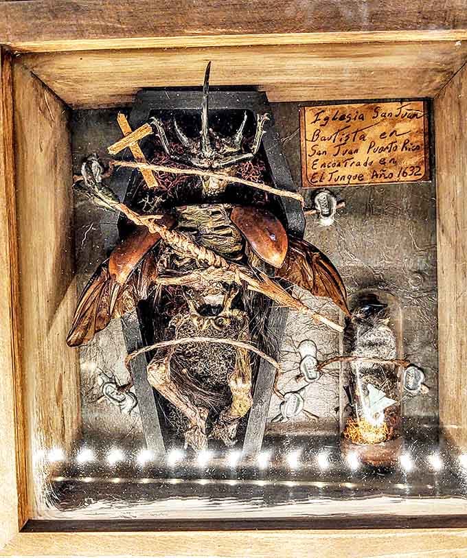 This skeletal insect creature in its tiny coffin blurs the line between natural history and nightmare &ndash; science meets the supernatural.