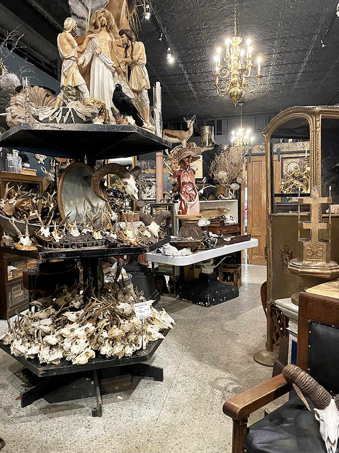 Religious artifacts share space with animal remains in this dramatic display, creating unexpected dialogues between the sacred and natural worlds.