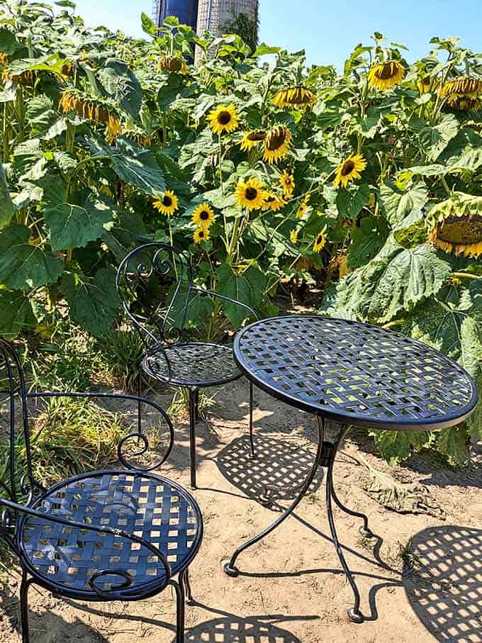 Imagine sipping morning coffee here – these bistro tables nestled among giant sunflowers offer intimate conversation spots that Instagram filters can't improve.