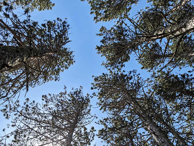 Looking skyward through a cathedral of pines, where treetops frame a perfect blue Minnesota sky.