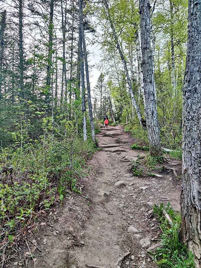 Hikers navigate the natural trail through a mixed forest of birch and pine, where dappled sunlight creates an enchanted woodland atmosphere.