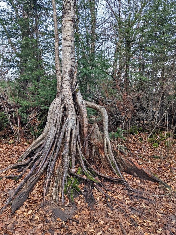 A birch tree stands sentinel among the forest's vibrant tapestry &ndash; nature's own art installation that changes with each season. 