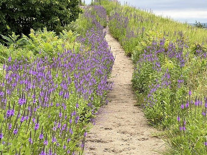 Purple blooms stand like tiny sentinels along the path, creating a fragrant runway that would make any butterfly jealous.