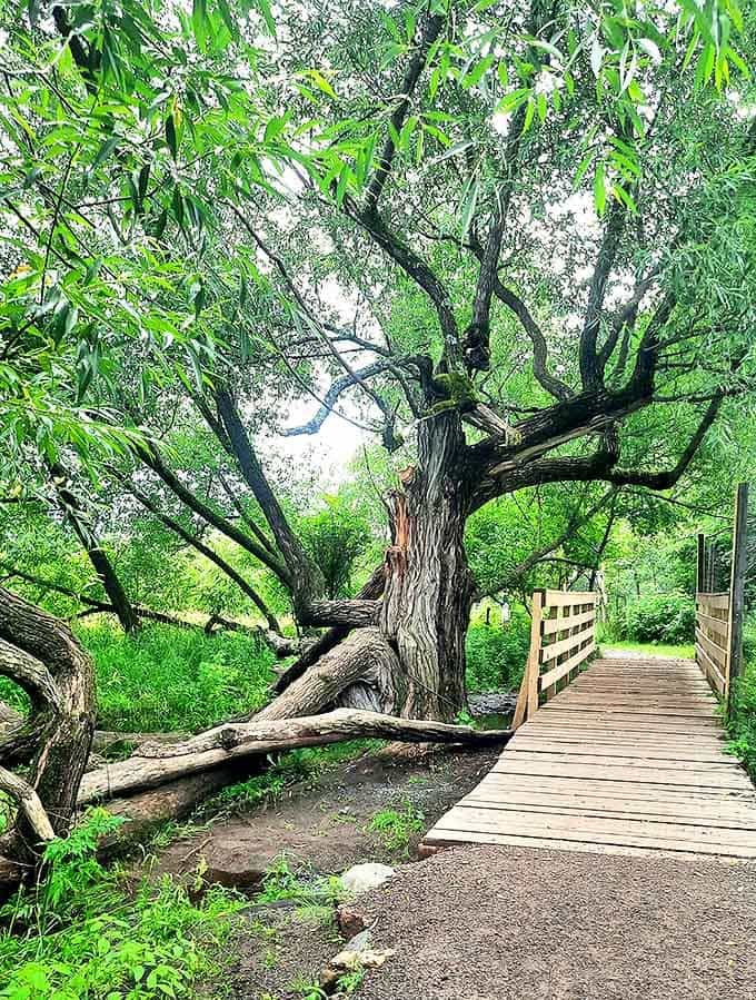 This ancient willow stands like nature's sculpture, its twisted form telling stories of decades of wind, weather, and quiet persistence.