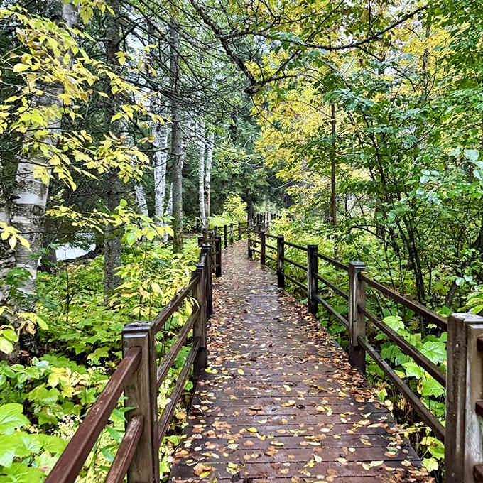 This wooden boardwalk seems to float through the forest, protecting delicate ecosystems while guiding hikers through marshy sections with dry feet.