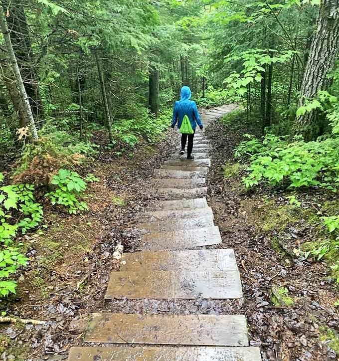 Rain-kissed wooden steps lead deeper into the forest, each one a gentle invitation to discover what lies beyond the next bend.