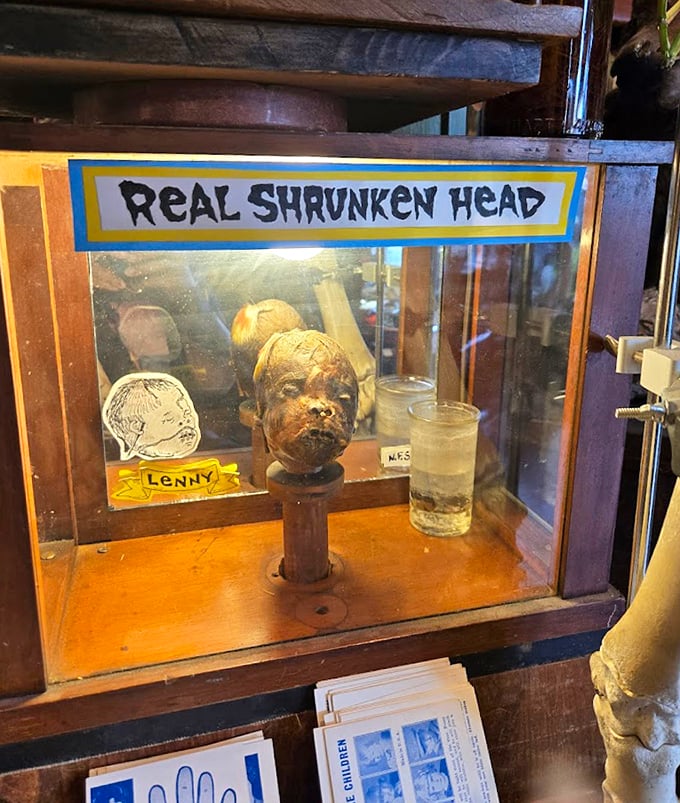Real Shrunken Head: "Lenny" stares from his glass prison with sewn lips and leathery features &ndash; an anthropological artifact that whispers stories from another world.