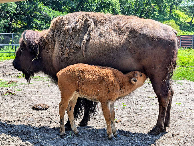 This magnificent bison and calf represent living history &ndash; descendants of the herds that once roamed freely across the Minnesota prairie.