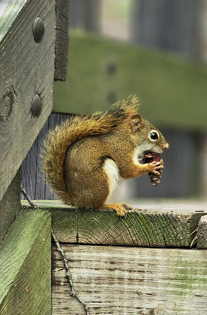 This little guy looks like he's delivering the opening monologue for "Wisconsin's Got Talent: Woodland Creature Edition."