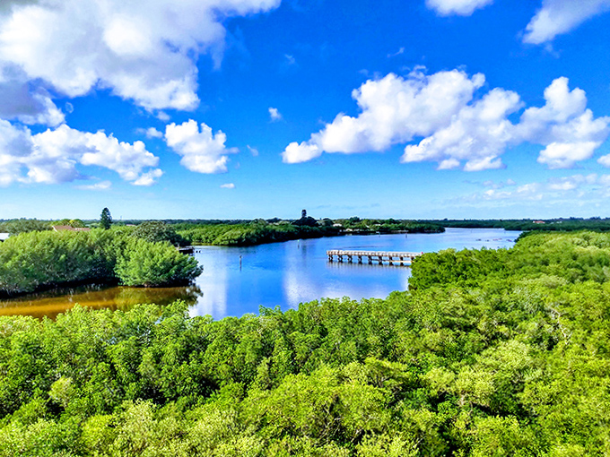 Morning light transforms the waterway into a golden pathway, where wading birds conduct their daily fishing tournaments.
