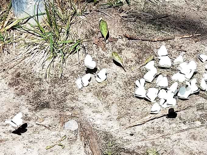 Nature's confetti &ndash; delicate white fragments scattered across the sandy trail tell tales of creatures that passed this way before.