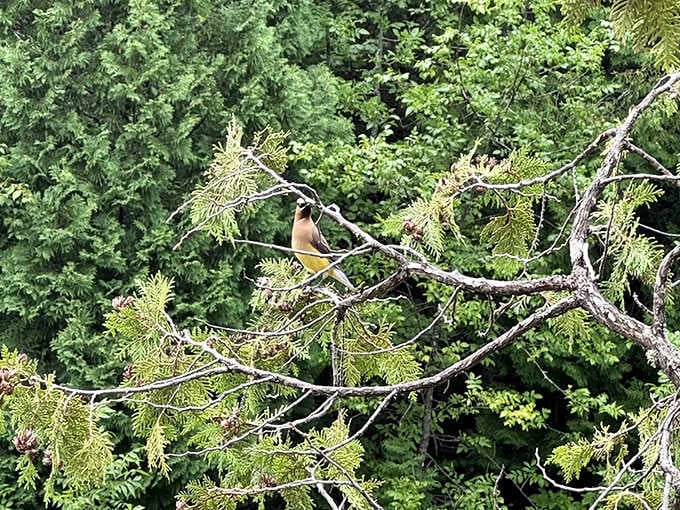 A cedar waxwing surveys its domain from a pine branch &ndash; these elegant birds add flashes of color and song to the hiking experience.