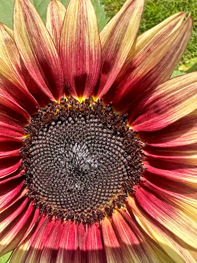 A crimson sunflower stands out from its golden neighbors, proving Mother Nature loves to experiment with her color palette.