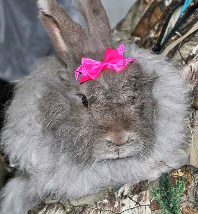 This fashionable bunny, sporting a pink bow, seems ready for a photoshoot &ndash; the unofficial "glamour model" of Kiwidinok's rabbit residents.