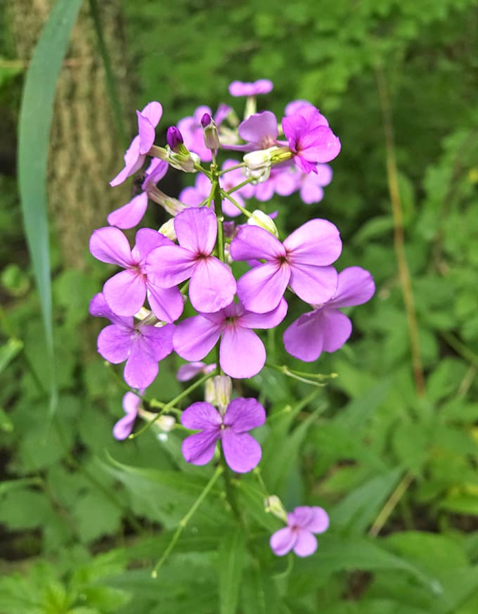 Dame's rocket adds splashes of purple to spring meadows, part of the wildflower tapestry that transforms the park into a botanical showcase.