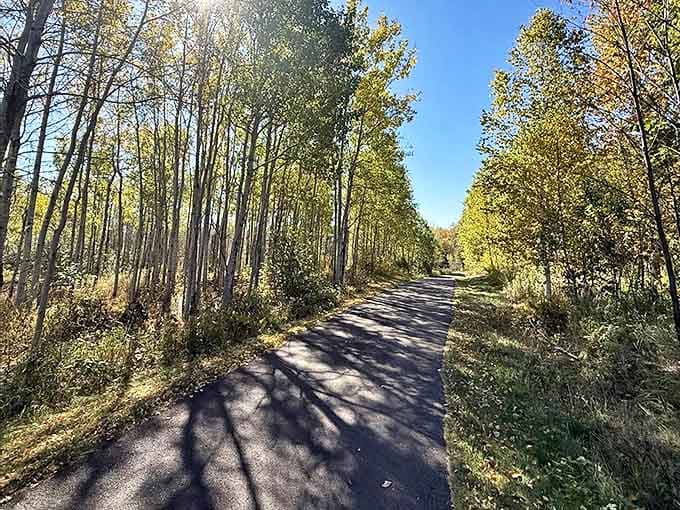 Sunlight filters through golden aspen leaves on Day Hill Trail, creating nature's version of stained glass windows.