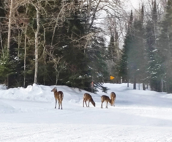 Winter brings unexpected guests to Voyageurs' snowy roads, where wildlife viewing becomes a delightful game of chance and patience.