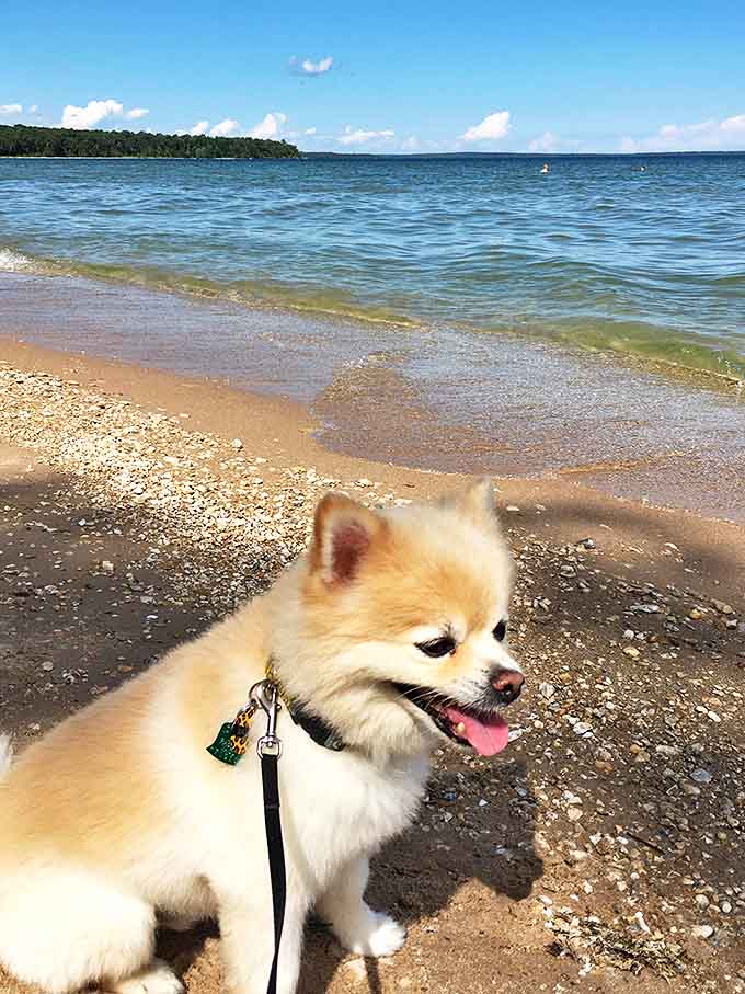 Even four-legged visitors seem to smile wider at Isle View Park, where simple joys like sand between the paws matter most.