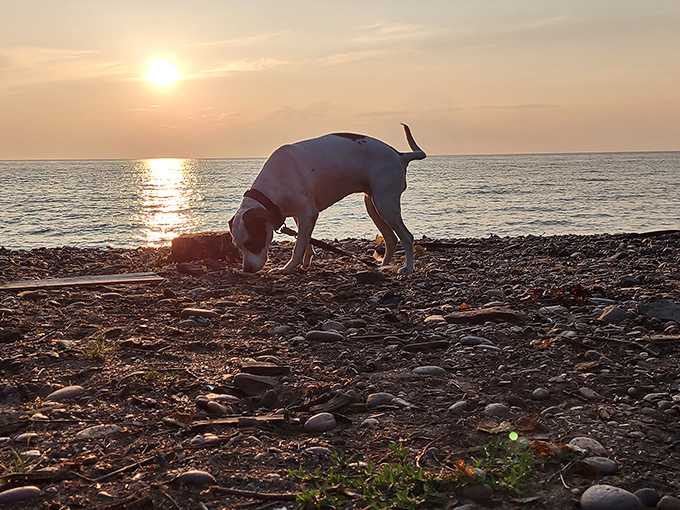 Four-legged explorers find just as much joy in this natural playground, where every stone and scent tells a different story.