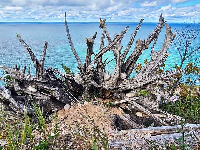 Driftwood sculptures created by nature's own artistic hand, proving that Lake Michigan has been doing installation art since before it was cool.