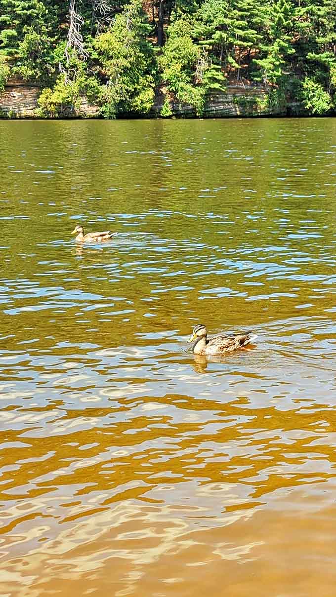 Local ducks enjoying their morning swim, completely unbothered by human admirers and their camera phones.
