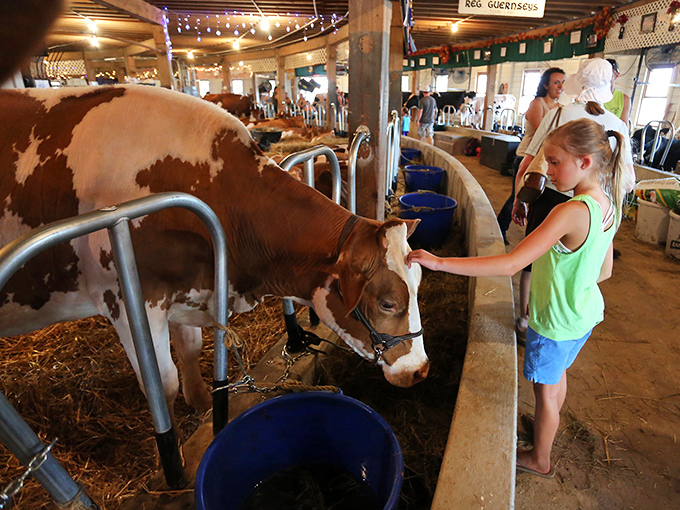 During fair season, a young visitor connects with farm animals, bridging the urban-rural divide one gentle pat at a time.