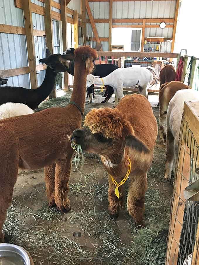 Barn life at Frosty Ridge, where the alpacas gather for social hour and what appears to be serious discussions about fiber quality.