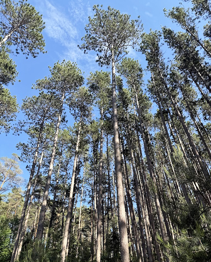 Pine sentinels stand watch over the trail, their straight trunks creating natural corridors that beckon hikers deeper into the woods.