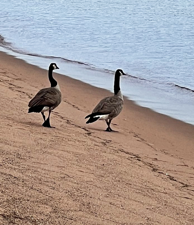 Beach security patrol in action &ndash; these geese strut the shoreline with authority, checking everyone's reservation to paradise.