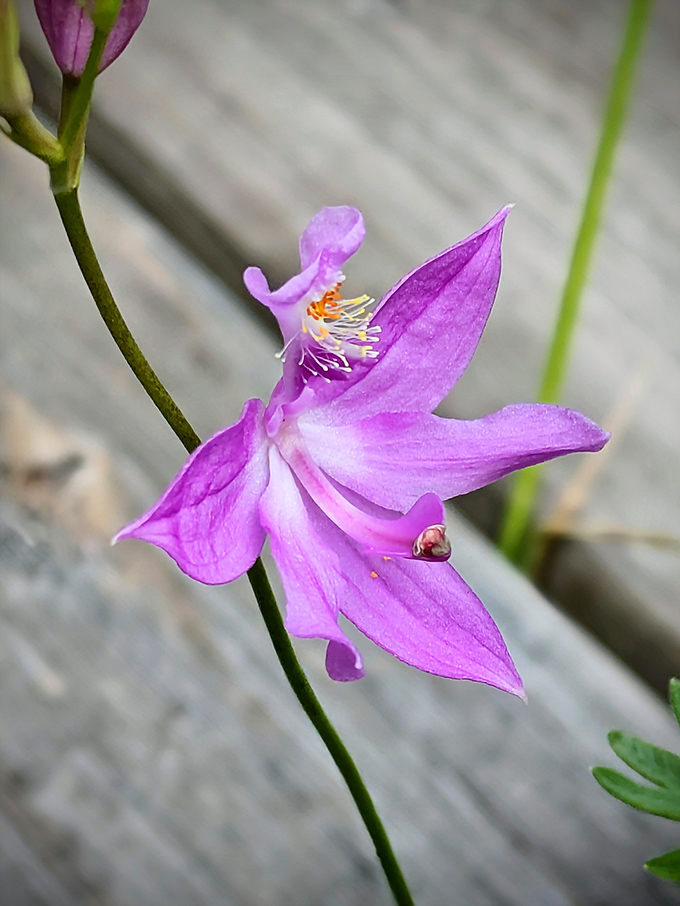 This delicate grass pink orchid performs its annual solo, rising above the chorus of sedges in Cedar Bog's natural amphitheater.